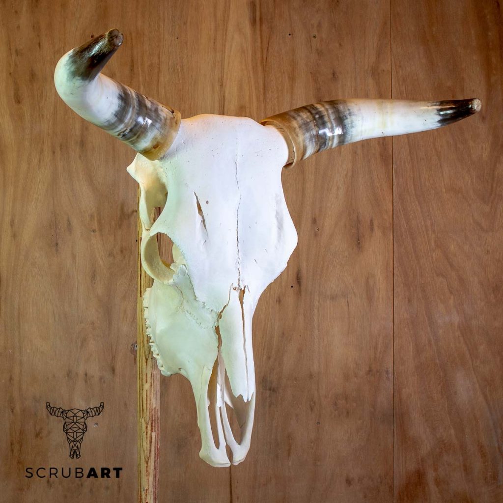 Bull and Cow Skulls | Original Series | Australian Skulls | SCRUBART